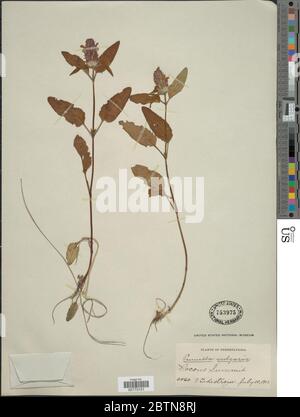 Prunella vulgaris L. 25 Apr 20181 Stock Photo - Alamy