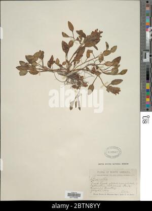 Prunella vulgaris L. 25 Apr 20181 Stock Photo - Alamy