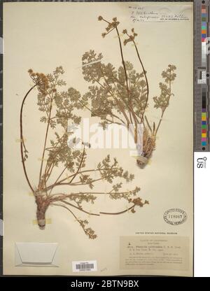 Pteryxia terebinthina var californica JM Coult Rose Mathias Pteryxia ...