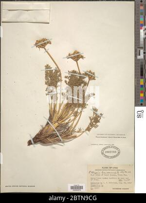 Pteryxia hendersonii JM Coult Rose Mathias Constance Pteryxia ...
