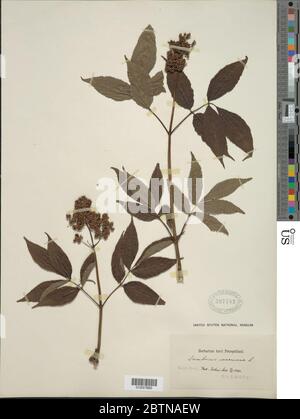 Sambucus racemosa L. 17 Mar 20181 Stock Photo - Alamy