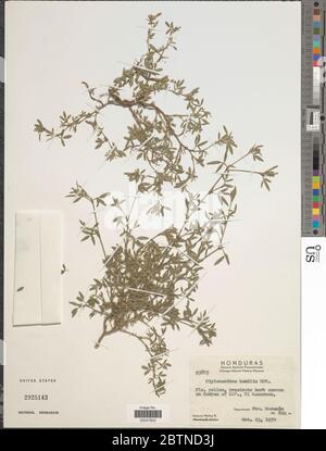 Stylosanthes humilis Kunth Stylosanthes humilis Kunth Stock Photo - Alamy