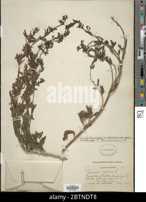 Teucrium cubense subsp chamaedrifolium Jacq Teucrium cubense subsp ...