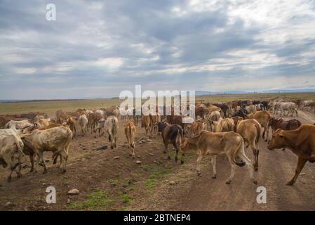 Farmland with sheep and Cows from Kenyan Village Stock Photo - Alamy