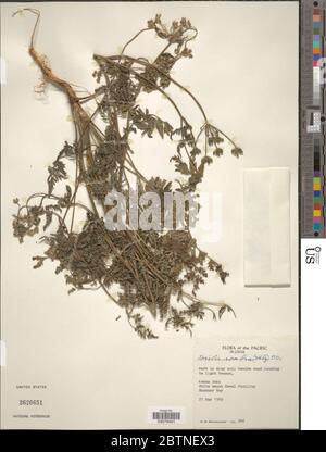 Torilis scabra Thunb DC Torilis scabra Thunb DC Stock Photo - Alamy