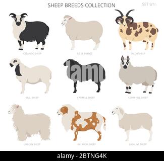 Sheep breeds collection 1. Farm animals set. Flat design. Vector ...