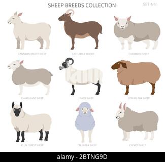 Sheep breeds collection 4. Farm animals set. Flat design. Vector ...