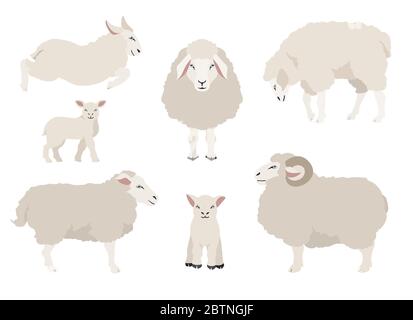 Sheep yoga poses collection. Farm animals set. Flat design. Vector ...
