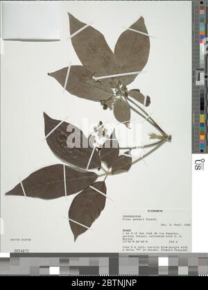 Vitex gaumeri Greenm Vitex gaumeri Greenm Stock Photo - Alamy