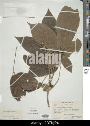 Vitex gaumeri Greenm Vitex gaumeri Greenm Stock Photo - Alamy