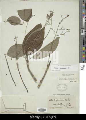 Vitex gaumeri Greenm Vitex gaumeri Greenm Stock Photo - Alamy