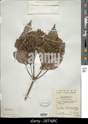 Vitex pinnata L Stock Photo - Alamy