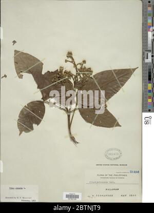 Vitex pinnata L Stock Photo - Alamy