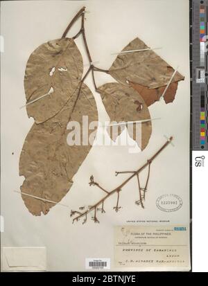 Walsura pinnata Hassk Walsura pinnata Hassk Stock Photo - Alamy