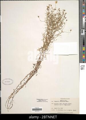 Campanula aparinoides Pursh Stock Photo - Alamy