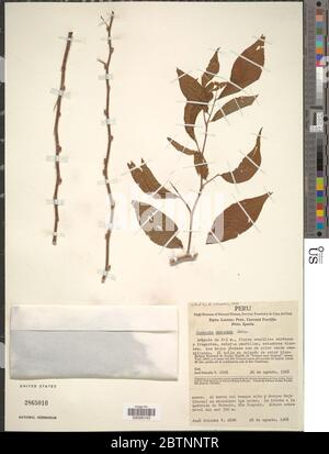 Casearia decandra Jacq Casearia decandra Jacq Stock Photo - Alamy