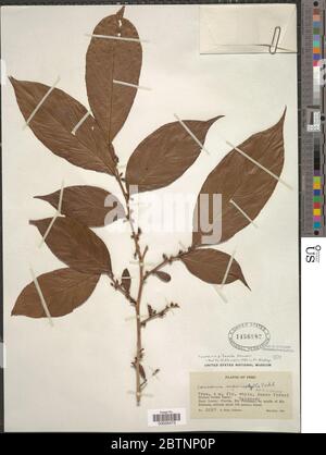 Casearia pitumba Sleumer Stock Photo - Alamy