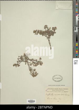 Cryptantha albida Kunth IM Johnst Cryptantha albida Kunth IM Johnst ...