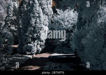 infrared image - alley of conifers - cemetery of sihlfeld - city of ...