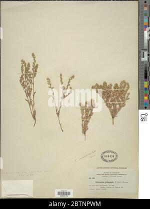 Cryptantha minima Rydb Stock Photo - Alamy