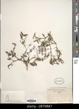 Damnacanthus indicus L f Stock Photo - Alamy