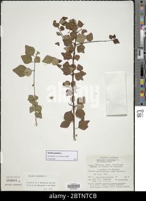 Gmelina asiatica L Stock Photo - Alamy