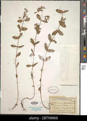 Round-leaved St John's-wort, Hypericum nummularium, in flower on damp ...