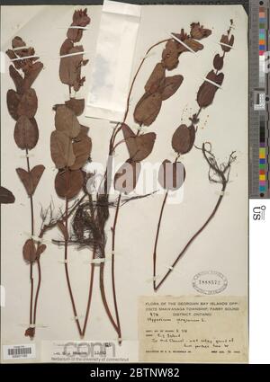 Hypericum fraseri Steud Hypericum fraseri Steud Stock Photo - Alamy