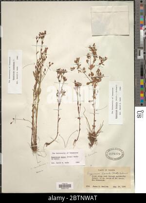 Hypericum majus A Gray Britton Hypericum majus A Gray Britton Stock ...
