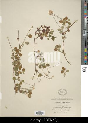 Linnaea borealis L Linnaea borealis L Stock Photo - Alamy