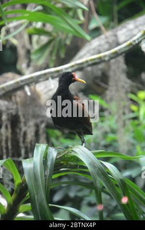 White naped Pheasant pigeon Otidiphaps nobilis aruensis close up of ...