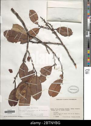 Micropholis guyanensis A DC Pierre subsp guyanensis Micropholis ...