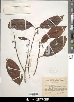 Payena lucida A DC Stock Photo - Alamy