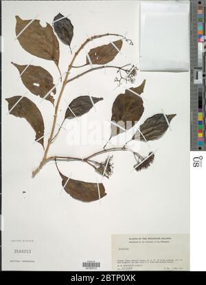 Premna sp Premna sp Stock Photo - Alamy