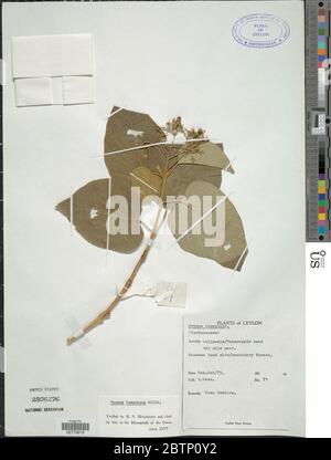 Premna tomentosa Premna tomentosa Stock Photo - Alamy