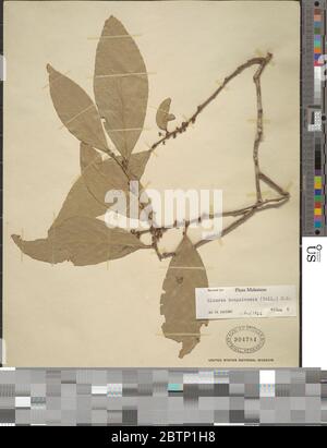 Rinorea bengalensis Wall Kuntze Rinorea bengalensis Wall Kuntze Stock ...