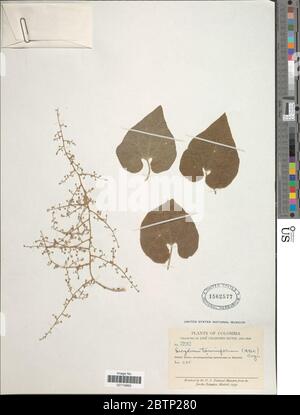 Sicydium tamnifolium Kunth Cogn Sicydium tamnifolium Kunth Cogn Stock ...