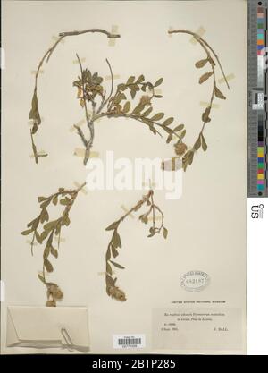 Sideritis sp Sideritis sp Stock Photo - Alamy