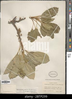 Sideroxylon capiri subsp tempisque Pittier TD Penn Sideroxylon capiri ...