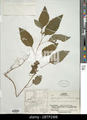 Teucrium viscidum Blume Teucrium viscidum Blume Stock Photo - Alamy