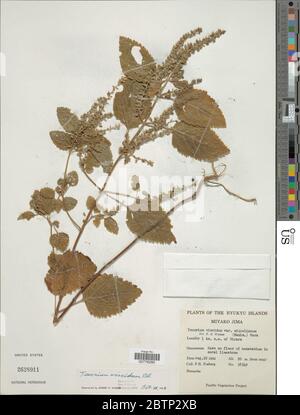 Teucrium viscidum Blume Stock Photo - Alamy