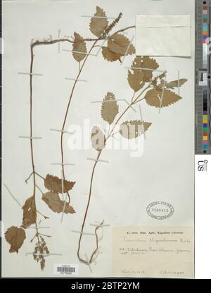 Teucrium viscidum Blume Stock Photo - Alamy