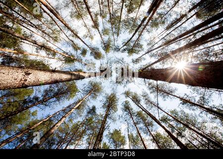 Gadow, Germany. 27th May, 2020. The sun shines into a pine forest near ...