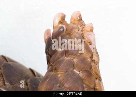 Claw of pangolin (Manis javanica) isolated on white background Stock ...