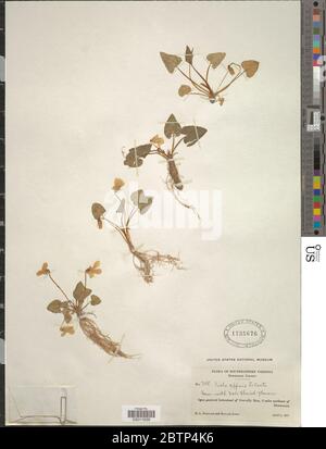 Viola affinis Leconte Stock Photo - Alamy