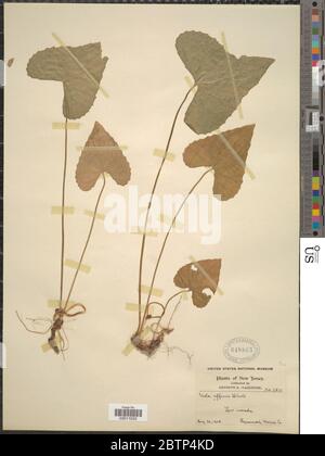 Viola affinis Leconte Viola affinis Leconte Stock Photo - Alamy