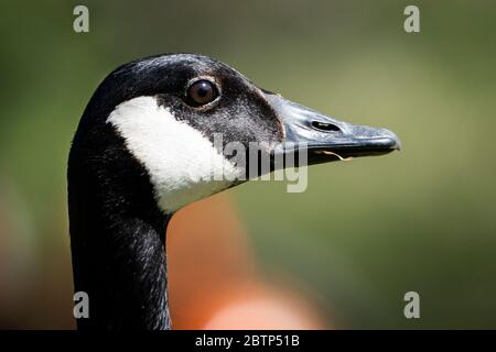 Canada goose, close-up Stock Photo - Alamy