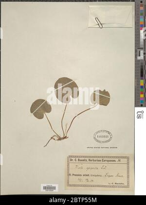 Viola epipsila Ledeb Stock Photo - Alamy