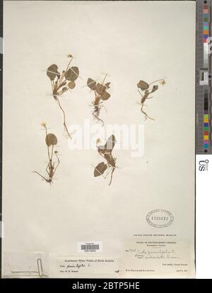 primrose-leaved violet (Viola primulifolia), Plantae, Lumber River ...