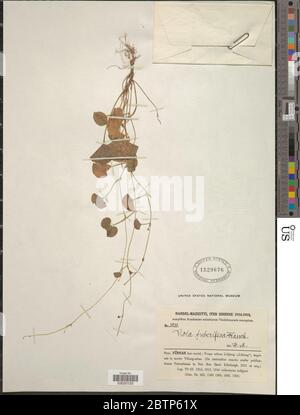 Viola tuberifera Franch Stock Photo - Alamy